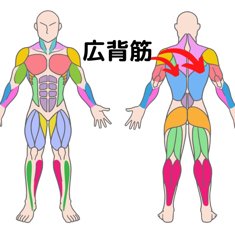 muscle-of-back | 水泳個人レッスン KN Swim Lab